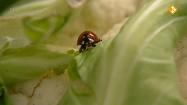 Huisje Boompje Beestje | Schooltv