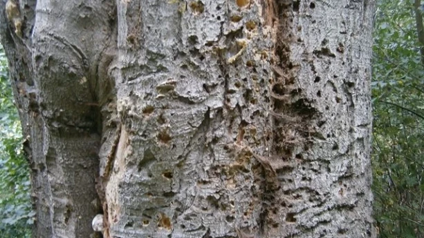 Metamorfose van de houtkever | Schooltv