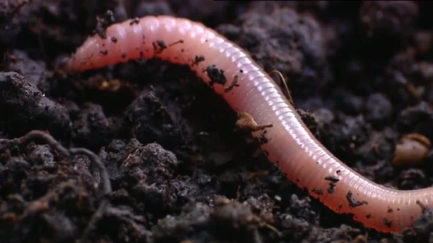 De regenworm | Schooltv