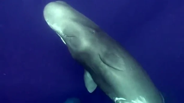 De potvis | Schooltv