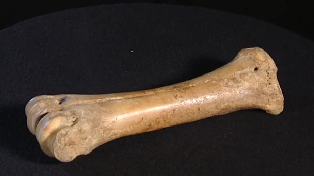 Botten van boerderijdieren | Schooltv