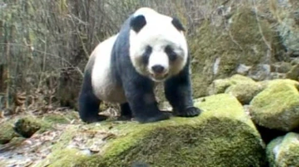 De reuzenpanda | Schooltv