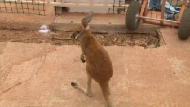 Kangoeroes | Schooltv