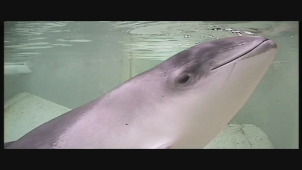 De bruinvis | Schooltv