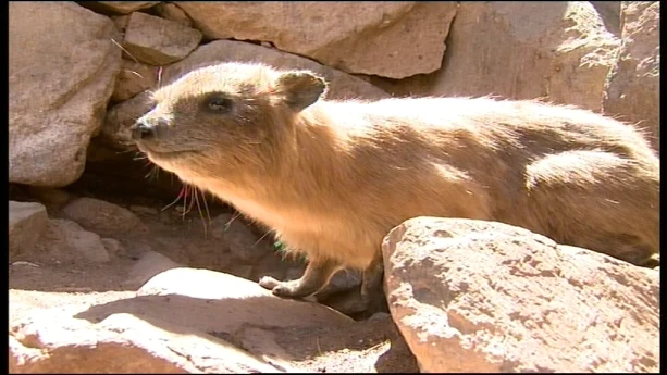 De klipdas | Schooltv