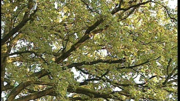 Bomen in de herfst | Schooltv