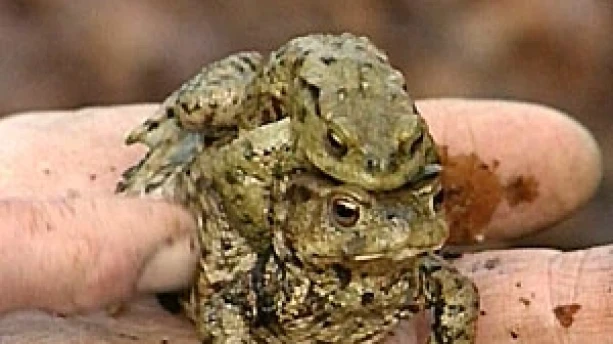 Padden op elkaar | Schooltv