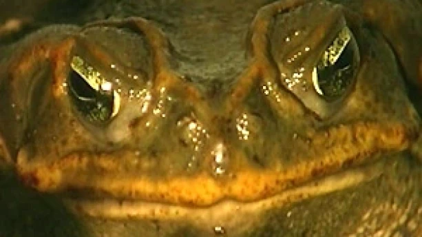 Reuzenpad | Schooltv