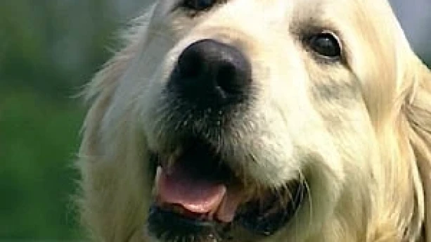 Hondenrassen | Schooltv