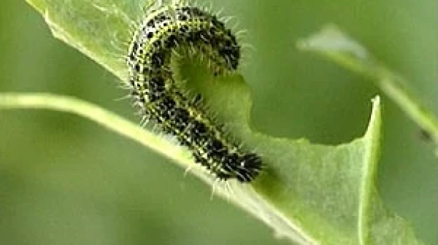 Van ei tot vlinder | Schooltv