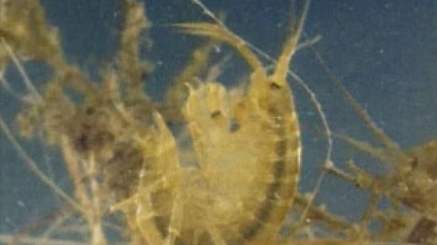 Vlokreeft | Schooltv