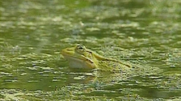 Springende kikker | Schooltv