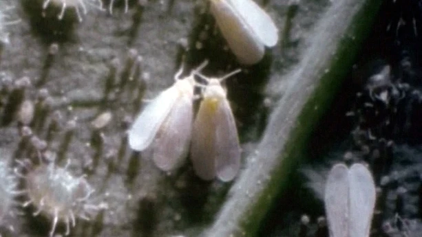 De witte vlieg | Schooltv