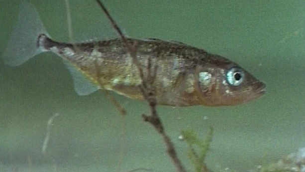 Voortplanting van de stekelbaars | Schooltv