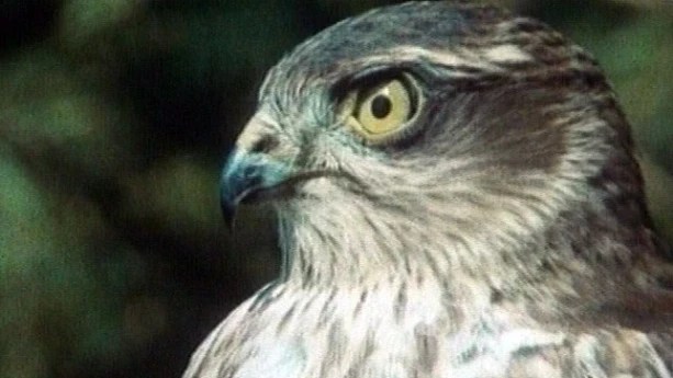 Havik jaagt op vogels | Schooltv