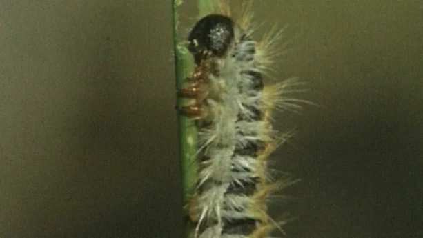 De processierups | Schooltv