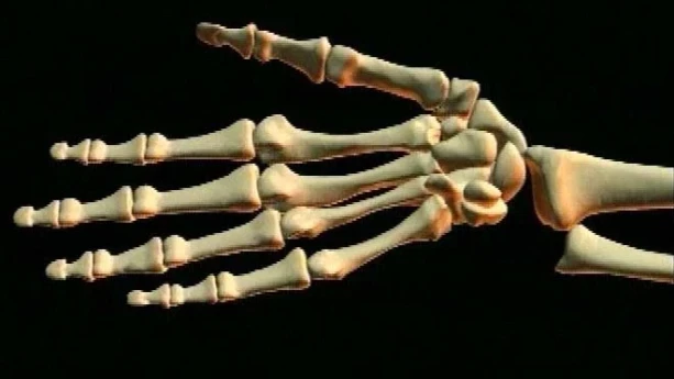 Geraamte arm | Het menselijk lichaam | Schooltv