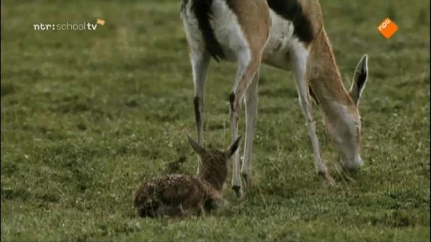 Focus op biologie | Schooltv