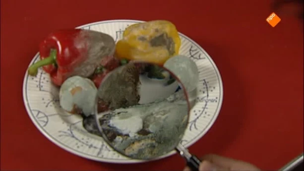 Focus op biologie | Schooltv