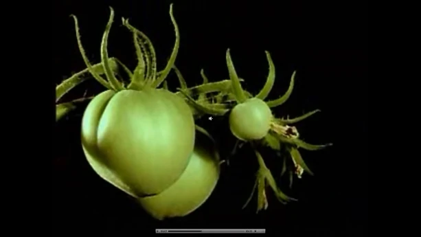 Bio-bits vmbo: planten | Schooltv