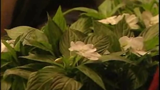 Bio-bits vmbo: planten | Schooltv