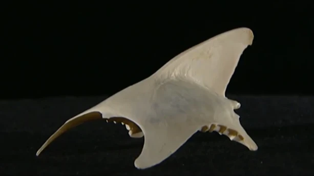 Het borstbeen van een aalscholver | Schooltv