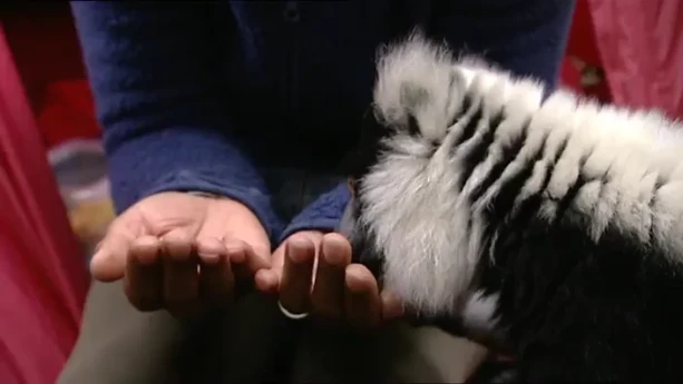 Welk dier is het liefste? | Schooltv