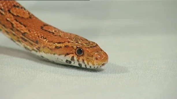 Waarom steekt een slang zijn tong uit? | Schooltv