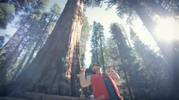 Wat is de grootste boom ter wereld? | Schooltv