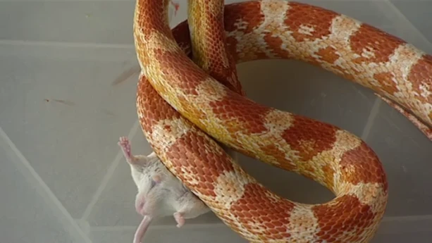 Hoe eet een rattenslang een muis? | Schooltv