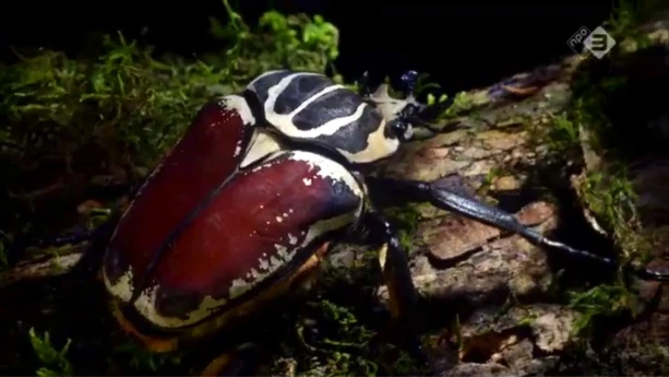 Micro Monsters in de klas | Schooltv