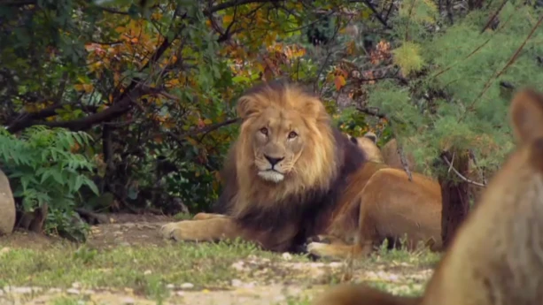 Hoe jaagt een leeuw? | Hoe doet -ie dat? | Schooltv