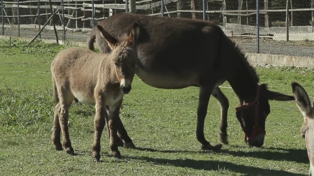 Hoe leeft de ezel? | Schooltv