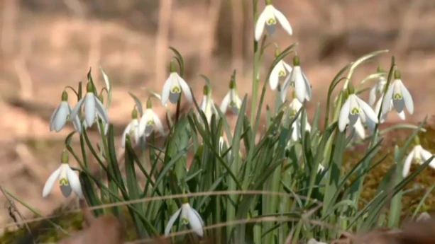 Hoe weet je dat het lente wordt? | Seizoenen - Lente | Schooltv