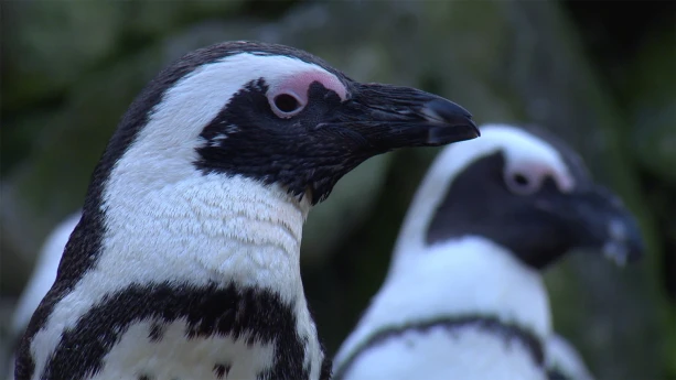 Leven pinguïns alleen in koude gebieden? | Schooltv