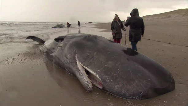 Aangespoelde potvissen op het strand | Schooltv