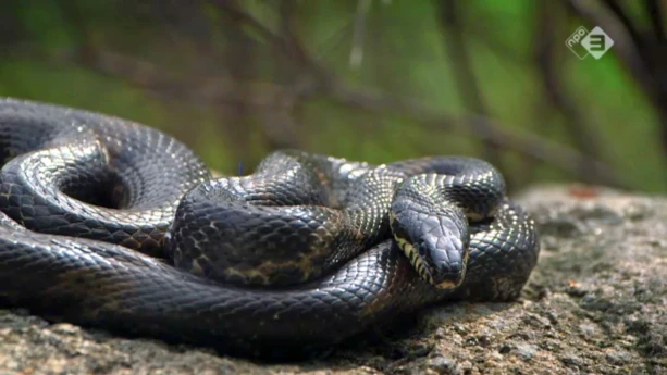 Vroege Vogels in de klas | Schooltv