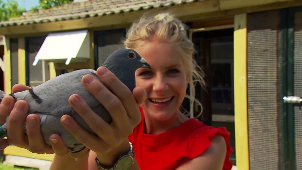 Wat is duivensport? | Schooltv