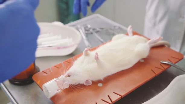 Waarom hebben we proefdieren nodig? | Schooltv