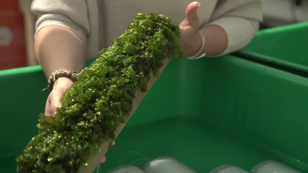 Hoe wordt zeewier gekweekt? | Schooltv