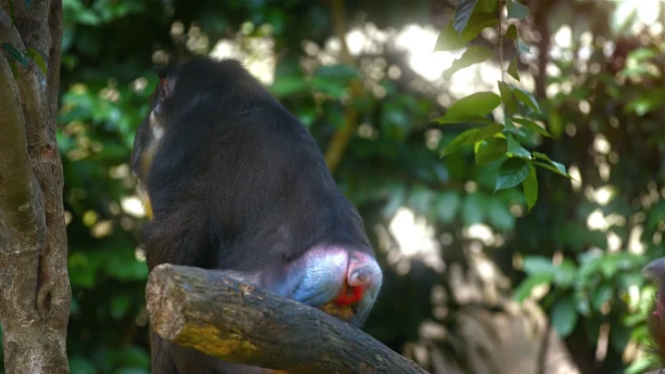 Hoe belangrijk zijn billen voor apen? | Schooltv
