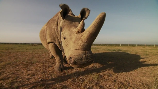 De laatste witte neushoorns | Schooltv