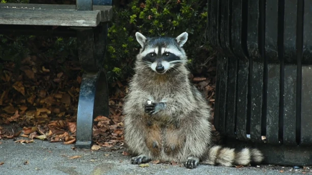 Wasberen in Nederland | Schooltv