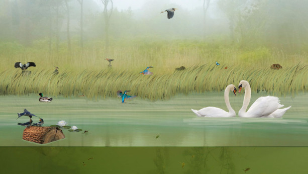 Leven in de sloot | Schooltv