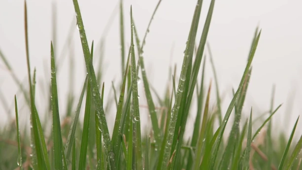 Hoe ontstaat dauw? | Schooltv